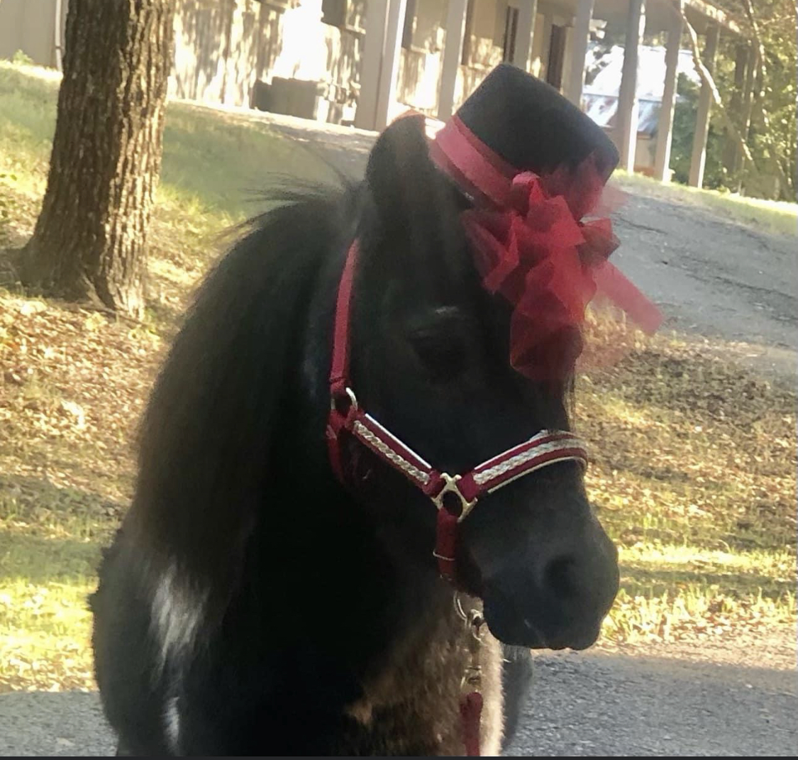 About – Texas Posh Pony Parties