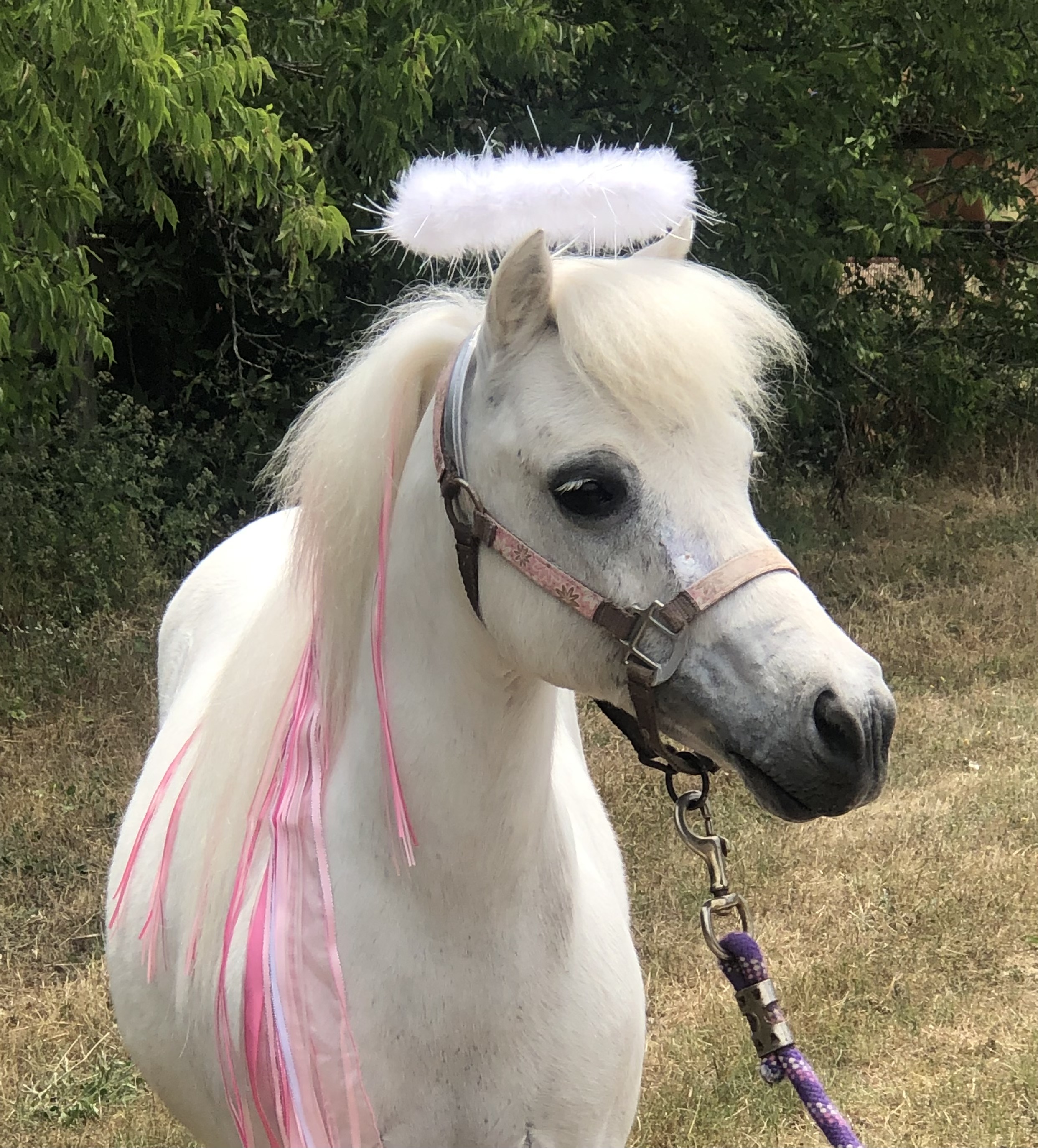 Meet Our Ponies – Texas Posh Pony Parties