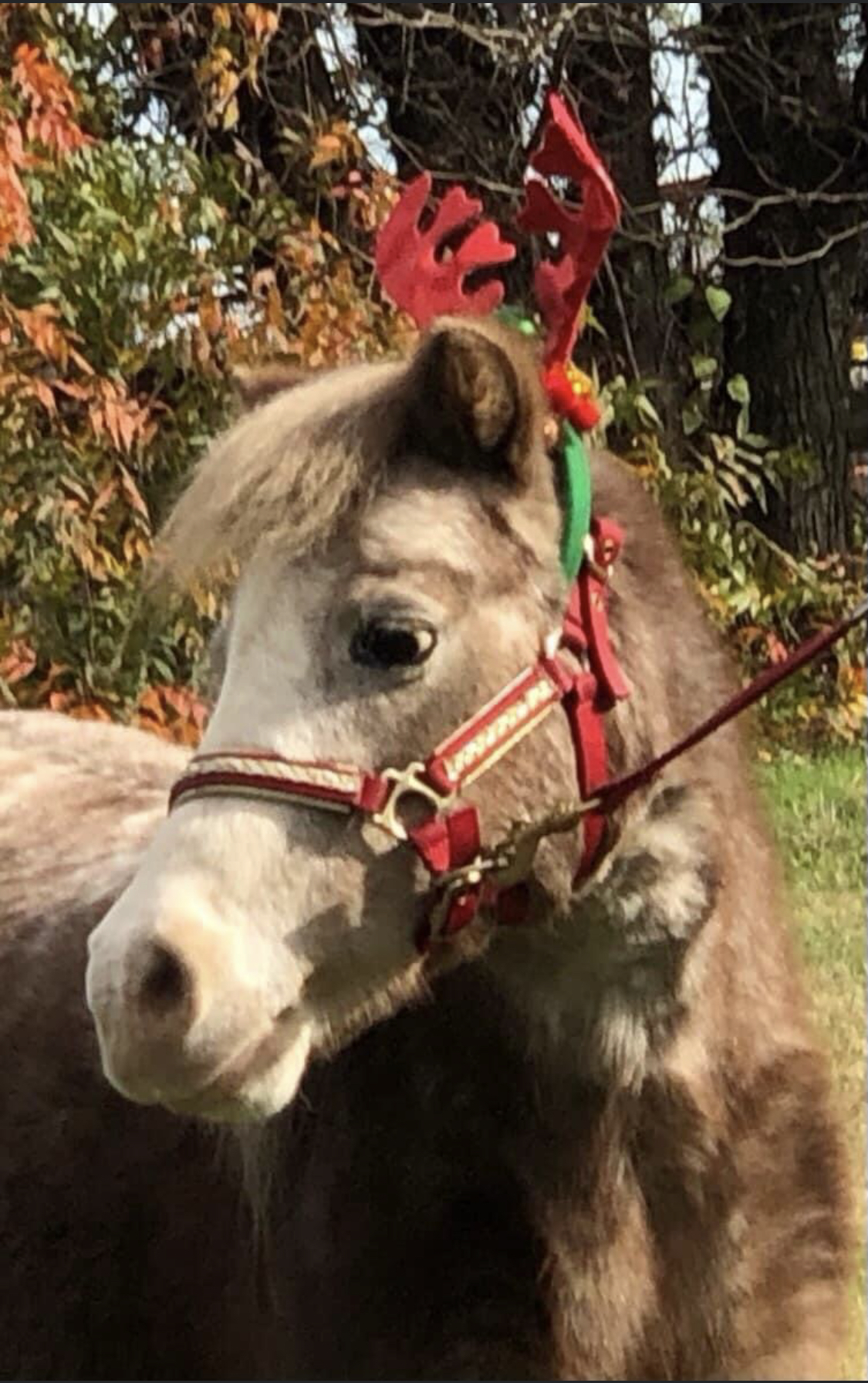 About – Texas Posh Pony Parties