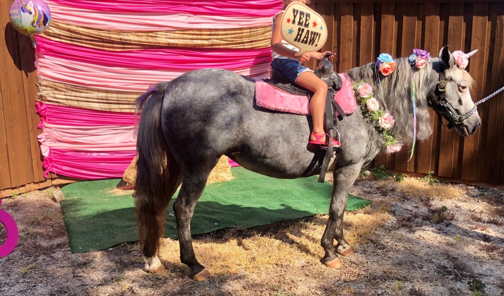 Meet Our Ponies – Texas Posh Pony Parties