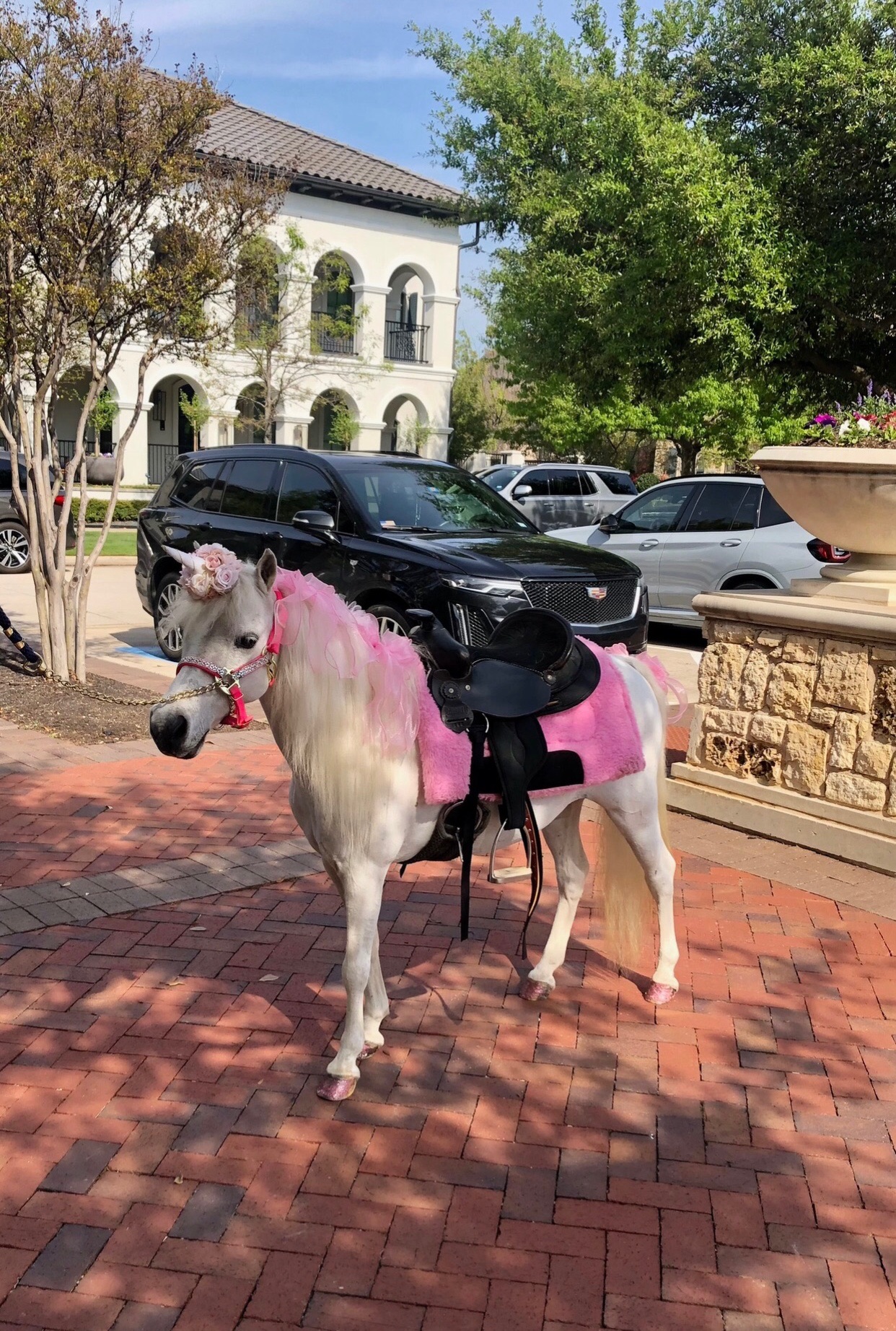 Texas Posh Pony Parties – Party service featuring one of a kind Gypsy ...