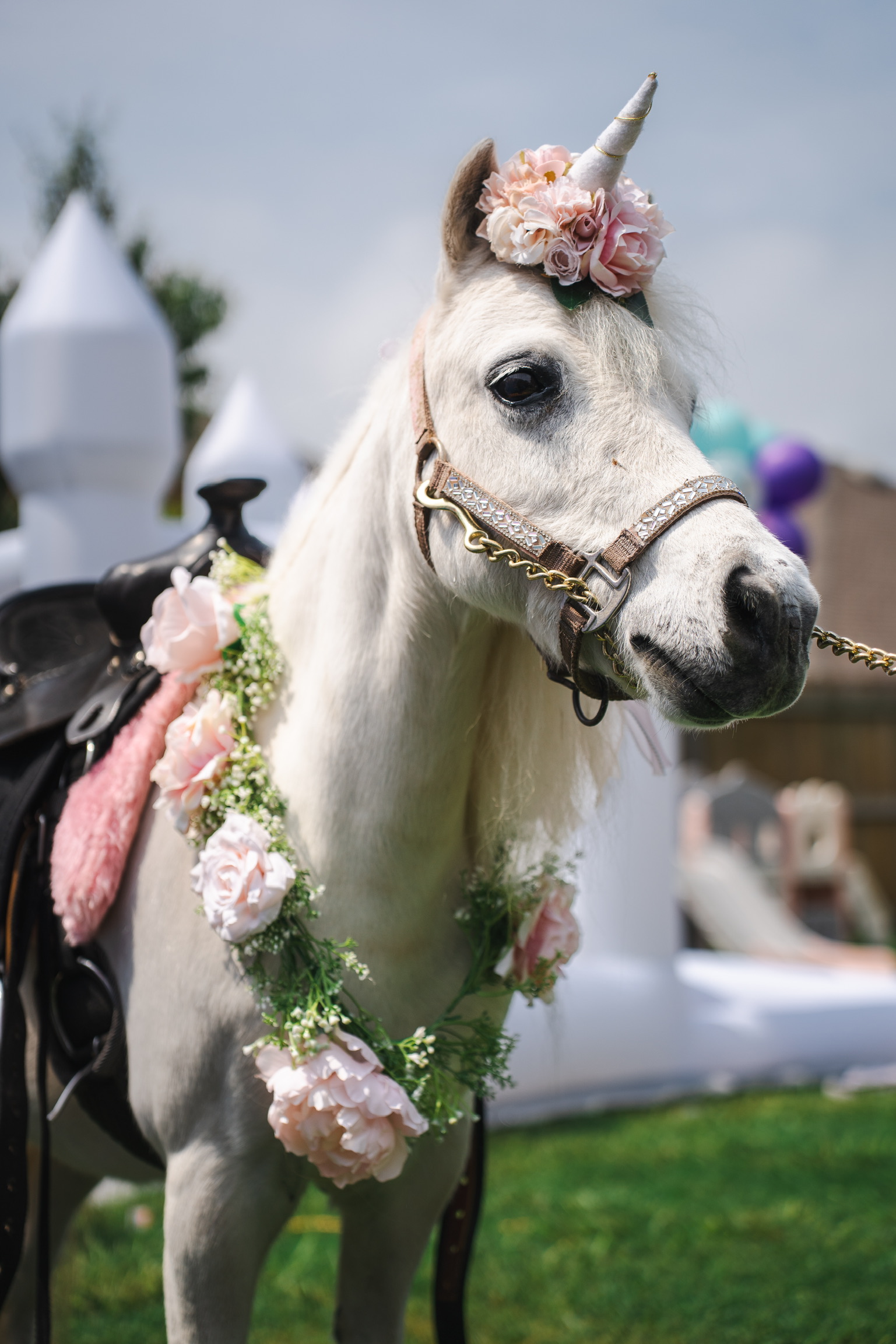 Texas Posh Pony Parties – Party service featuring one of a kind Gypsy ...